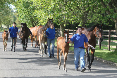 Products - Equisoft Horse & Stud Management Software Systems